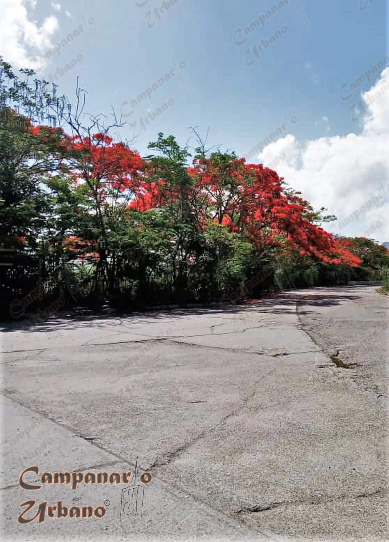Árboles Emblemáticos de Guarenas - Campanario Urbano