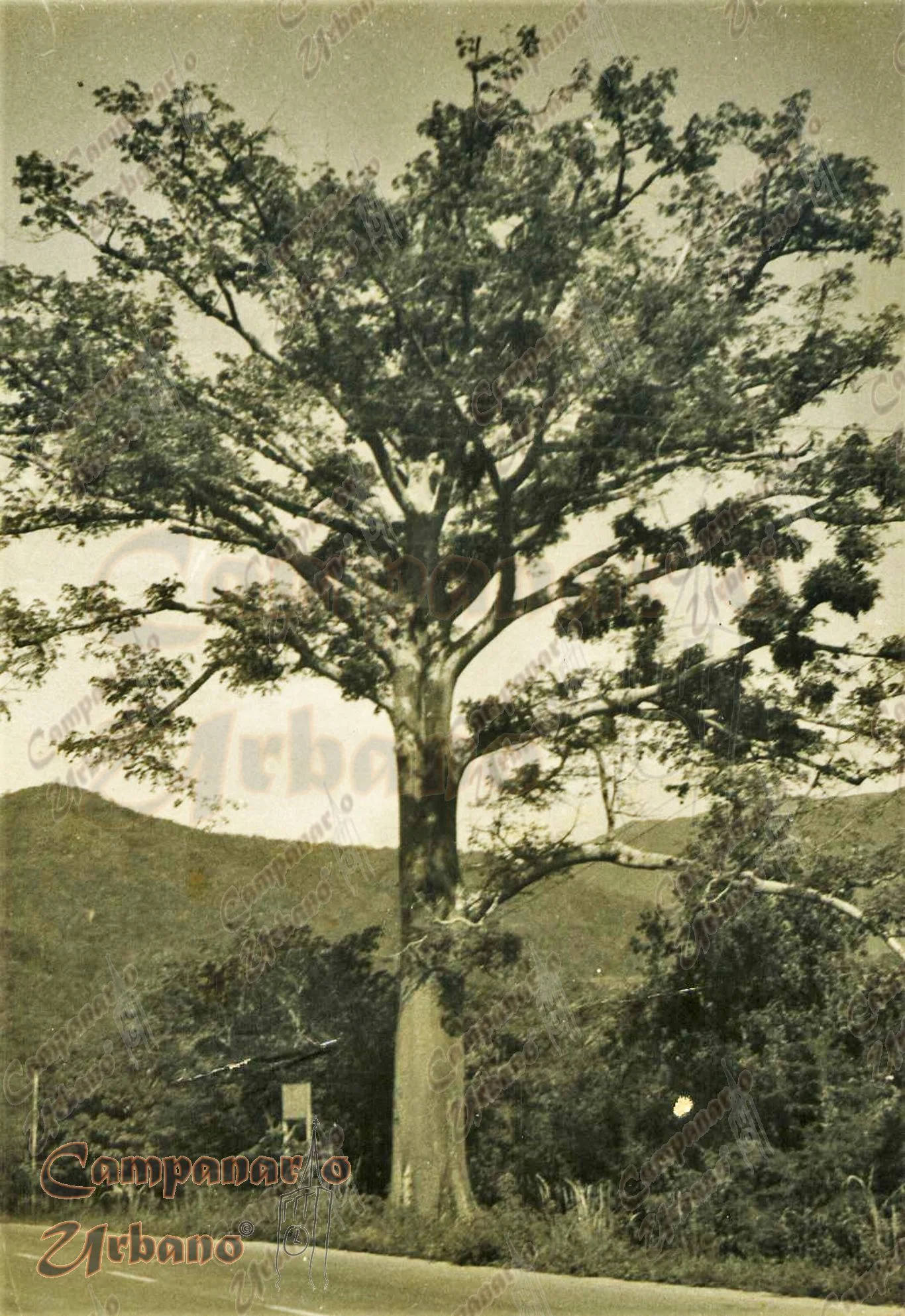 Árboles Emblemáticos de Guarenas - Campanario Urbano